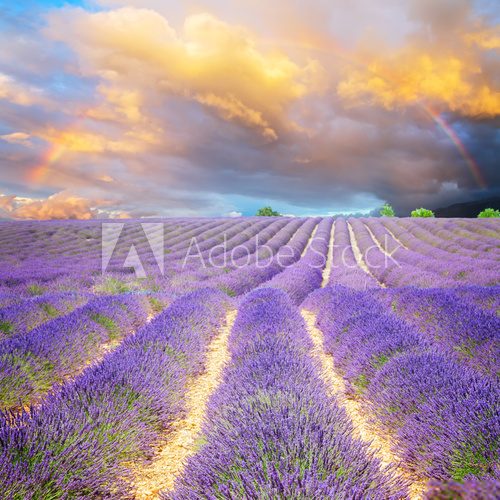 Fototapety Provence | Demural®